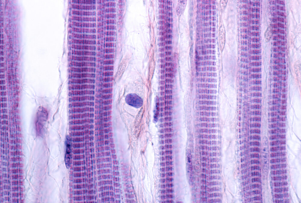 Unlocking Your Muscle Potential: Targeted Training for Muscle Fibers ...